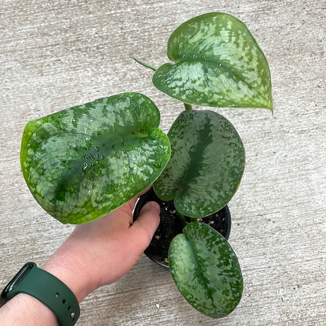 Scindapsus 'Silver Splash' 4" - Silver Splash Satin Pothos – Kent East ...