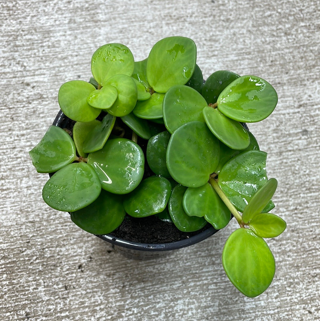 Peperomia Hope 4" – Kent East Hill Nursery