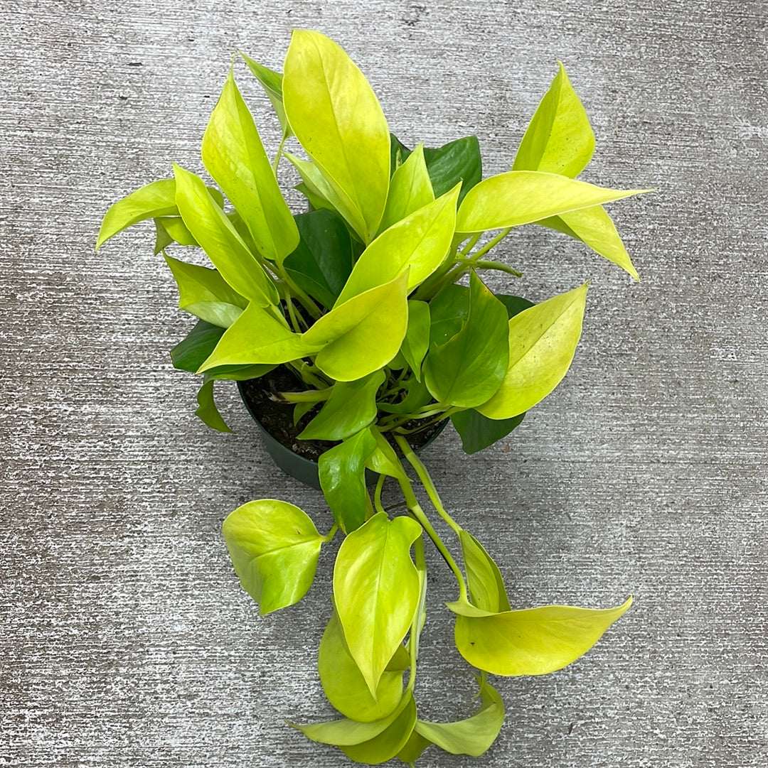 Epipremnum aureum 'Neon' 6" - Neon Pothos – Kent East Hill Nursery