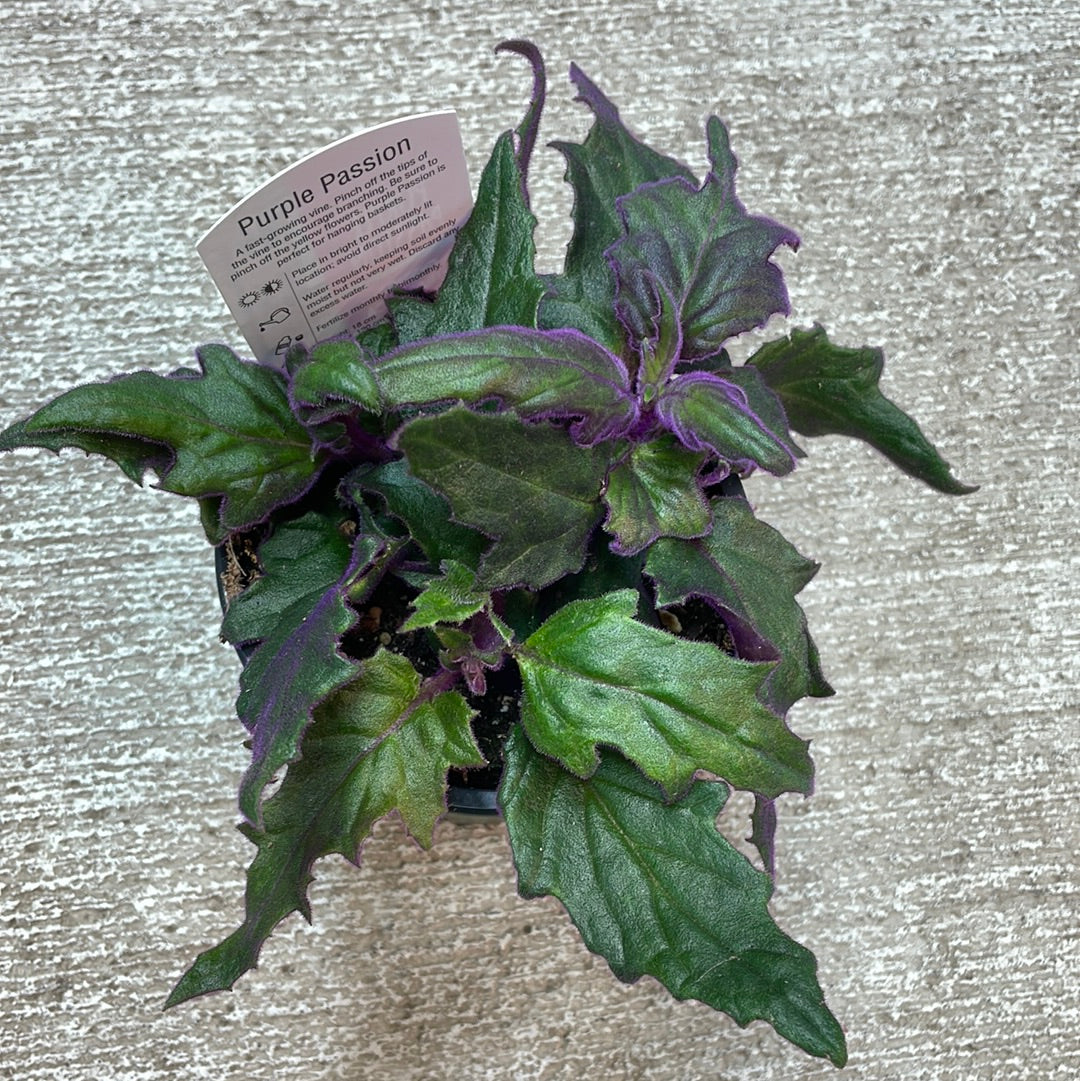 Gynura aurantiaca 4" - Purple Passion Plant – Kent East Hill Nursery
