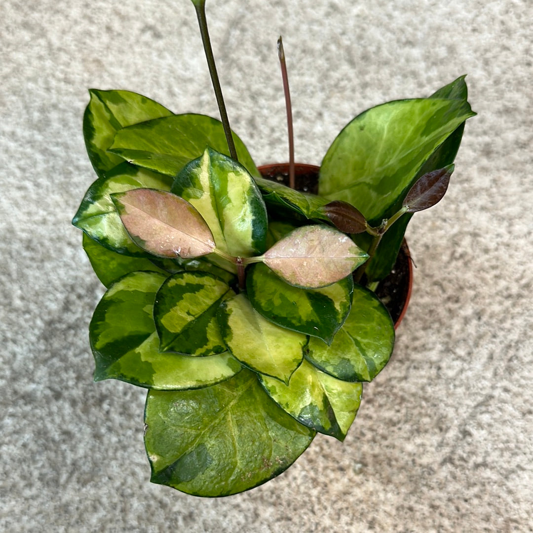 Hoya Australis Lisa 4" – Kent East Hill Nursery