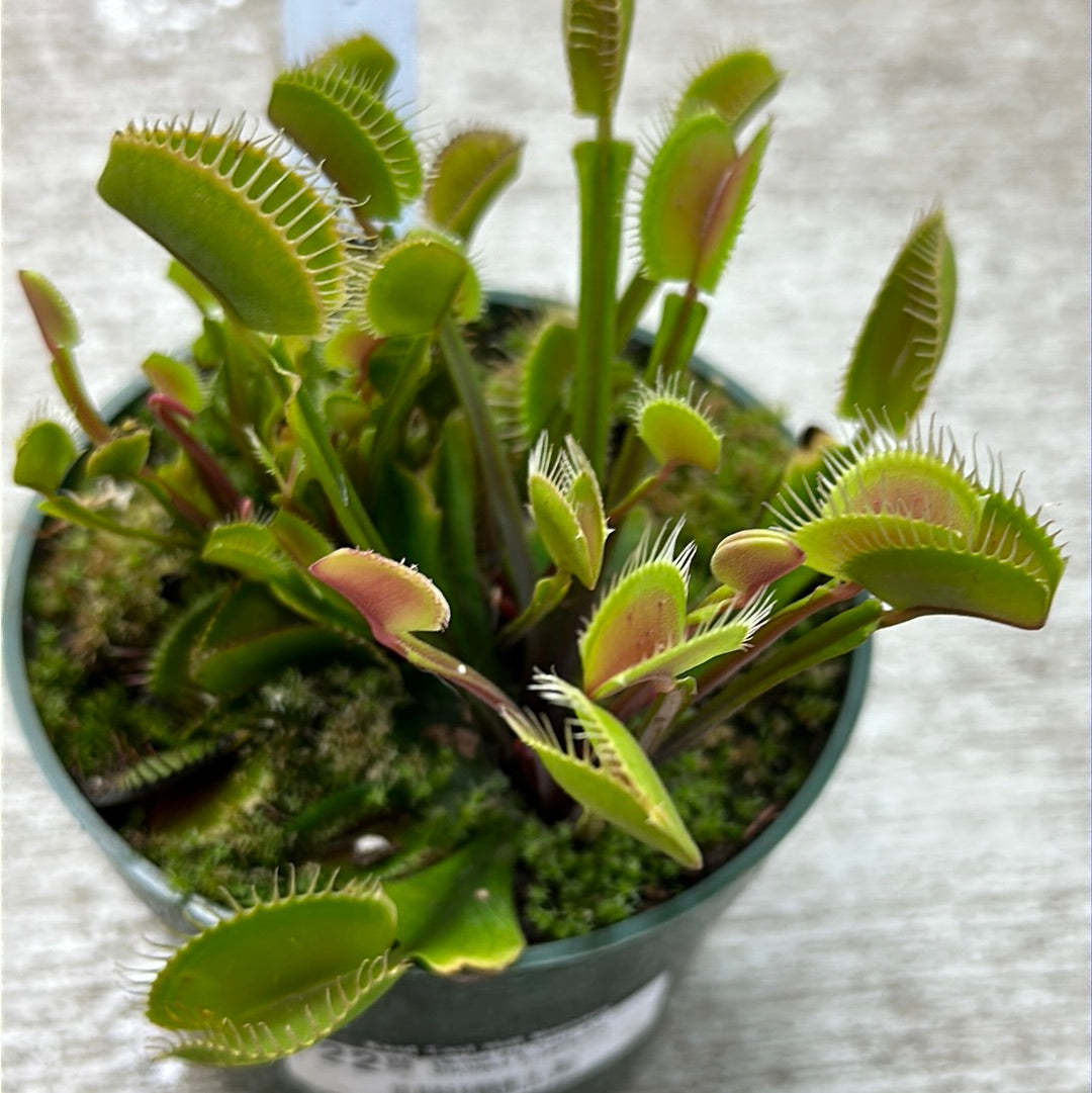 Dionaea muscipula 4" - Venus Fly Trap – Kent East Hill Nursery