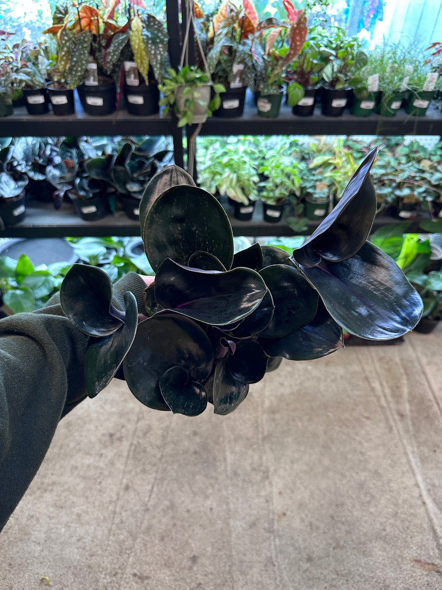 Geogenanthus ciliatus 6" – Kent East Hill Nursery