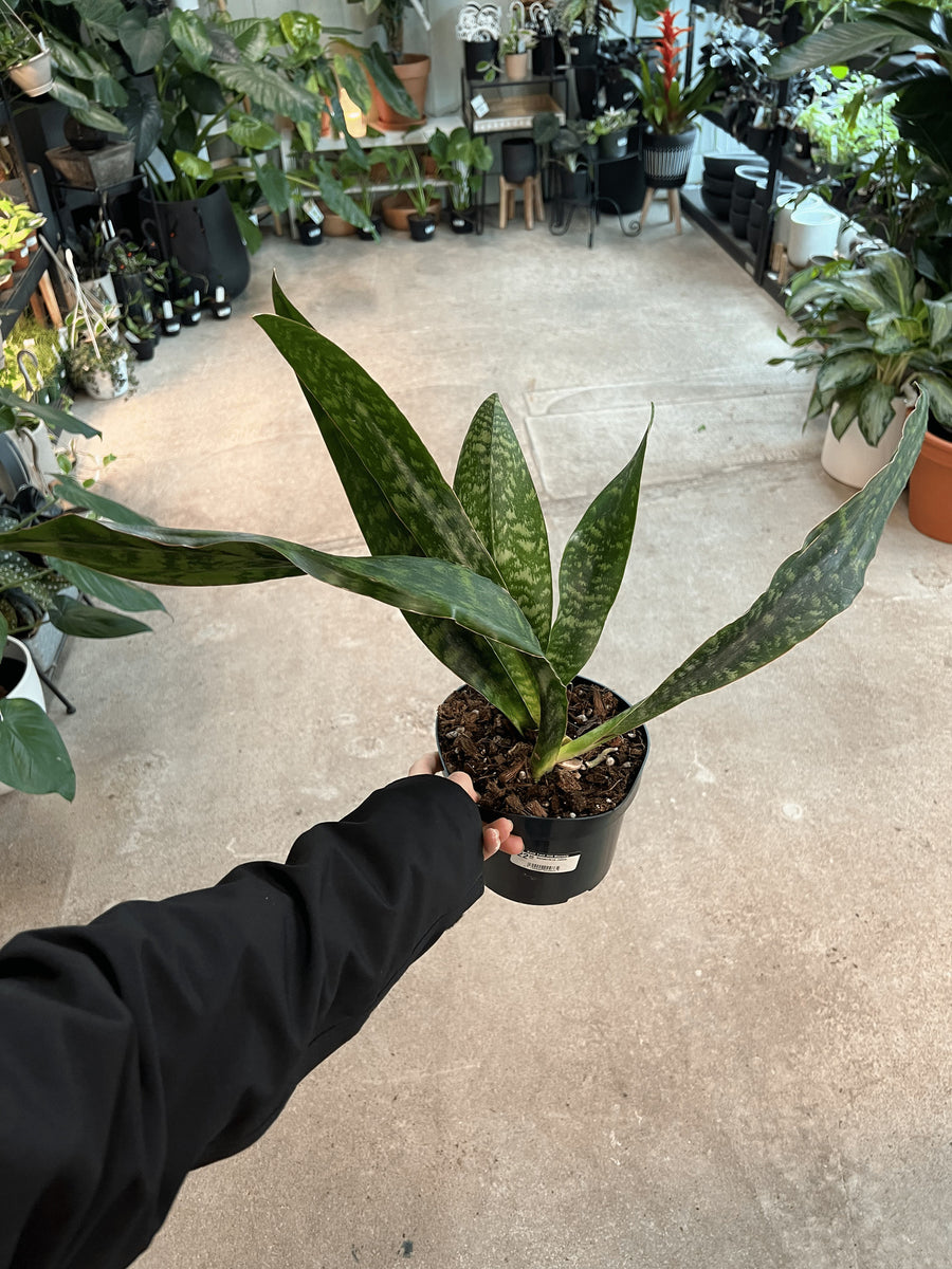 Sansevieria Jaboa 6" - Snake Plant – Kent East Hill Nursery
